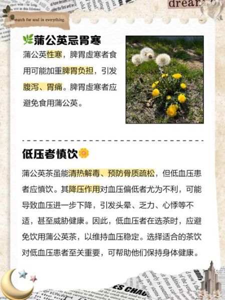 蒲公英能提高性功能吗_男人喝多久见效-第2张图片-山城妙识 蒲公英能提高性功能吗_男人喝多久见效-第2张图片-山城妙识