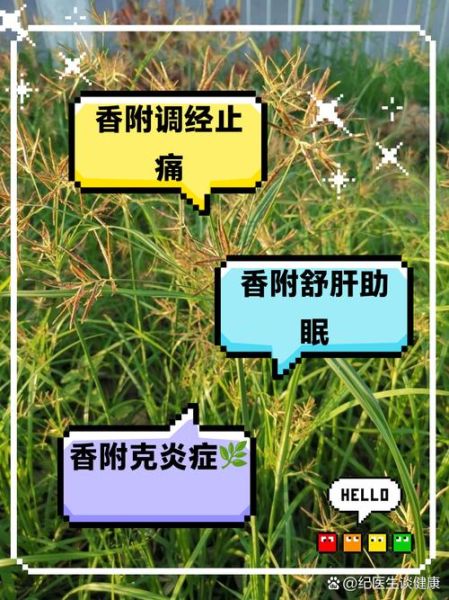 香付的功效与作用_香付主治哪些疾病-第2张图片-山城妙识