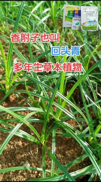 香付的功效与作用_香付主治哪些疾病-第3张图片-山城妙识