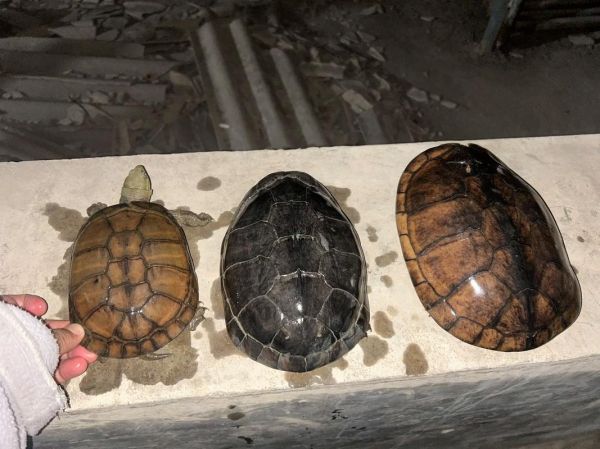 黄喉拟水龟图片怎么拍_黄喉拟水龟多少钱一只-第3张图片-山城妙识