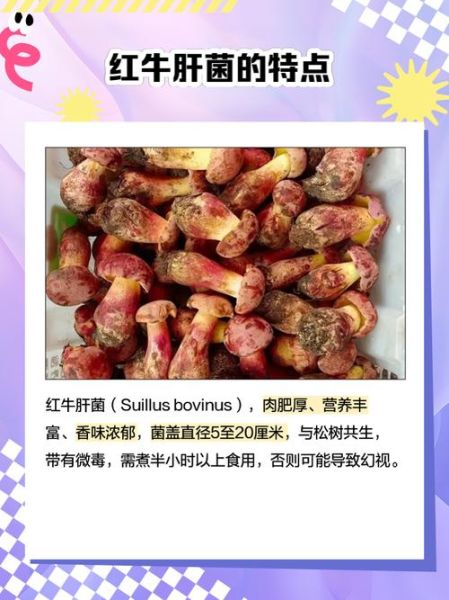 红乳牛肝菌有毒吗_怎么区分真假红乳牛肝菌-第1张图片-山城妙识