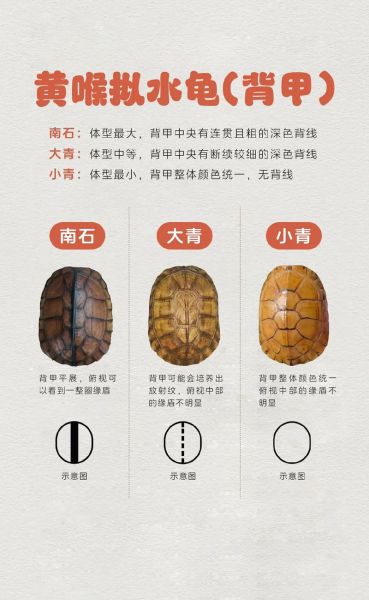 黄喉拟水龟图片怎么拍_黄喉拟水龟多少钱一只-第1张图片-山城妙识