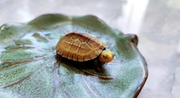 黄喉拟水龟图片怎么拍_黄喉拟水龟多少钱一只-第2张图片-山城妙识