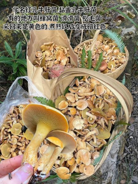 红乳牛肝菌有毒吗_怎么区分真假红乳牛肝菌-第3张图片-山城妙识