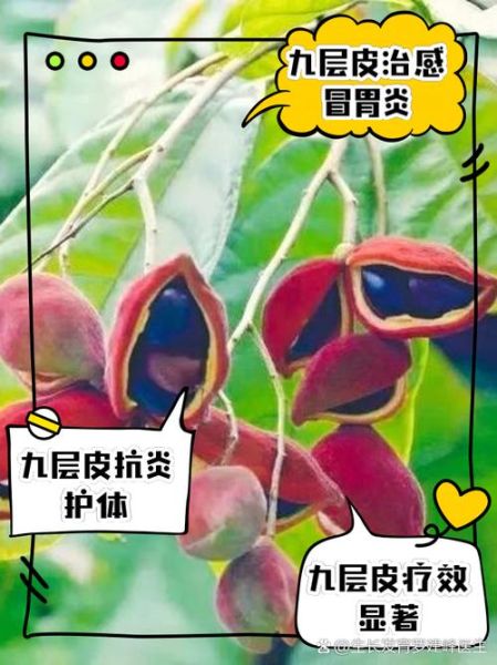 九层皮的功效与作用_九层皮怎么吃效果最好-第1张图片-山城妙识