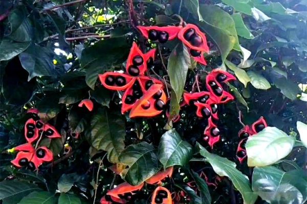 九层皮的功效与作用_九层皮怎么吃效果最好-第2张图片-山城妙识