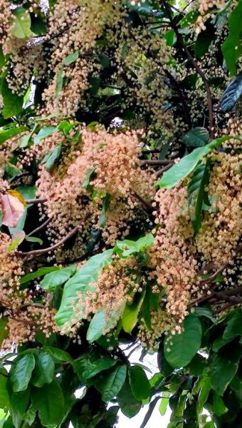 九层皮的功效与作用_九层皮怎么吃效果最好-第3张图片-山城妙识