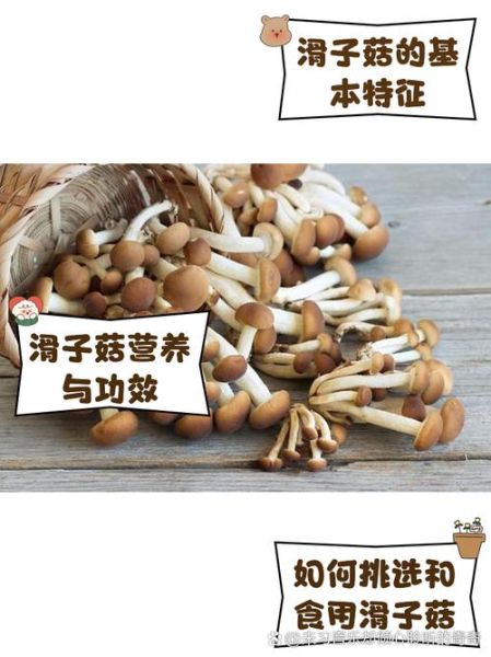 滑菇怎么做好吃_滑菇营养价值高吗-第1张图片-山城妙识 滑菇怎么做好吃_滑菇营养价值高吗-第1张图片-山城妙识