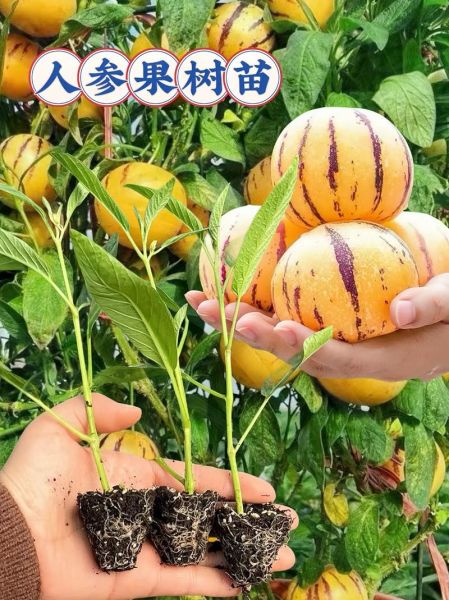 人参果树长什么样子_人参果树图片特征-第1张图片-山城妙识 人参果树长什么样子_人参果树图片特征-第1张图片-山城妙识