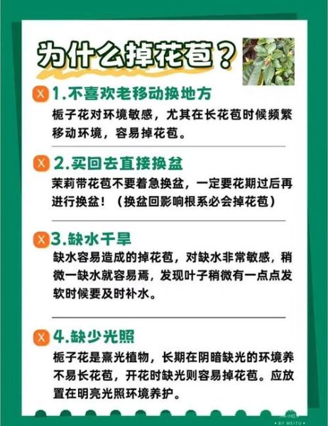 栀子花怎么养_栀子花黄叶掉苞怎么办-第1张图片-山城妙识 栀子花怎么养_栀子花黄叶掉苞怎么办-第1张图片-山城妙识