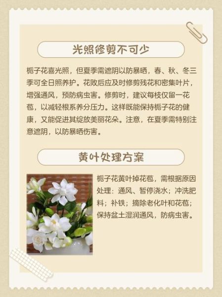 栀子花怎么养_栀子花黄叶掉苞怎么办-第2张图片-山城妙识 栀子花怎么养_栀子花黄叶掉苞怎么办-第2张图片-山城妙识