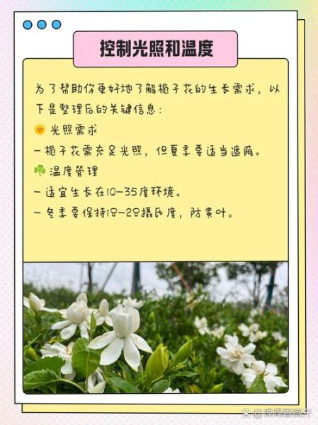 栀子花怎么养_栀子花黄叶掉苞怎么办-第3张图片-山城妙识 栀子花怎么养_栀子花黄叶掉苞怎么办-第3张图片-山城妙识