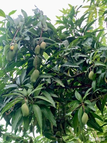 芒果树长什么样_芒果树图片特征-第2张图片-山城妙识 芒果树长什么样_芒果树图片特征-第2张图片-山城妙识