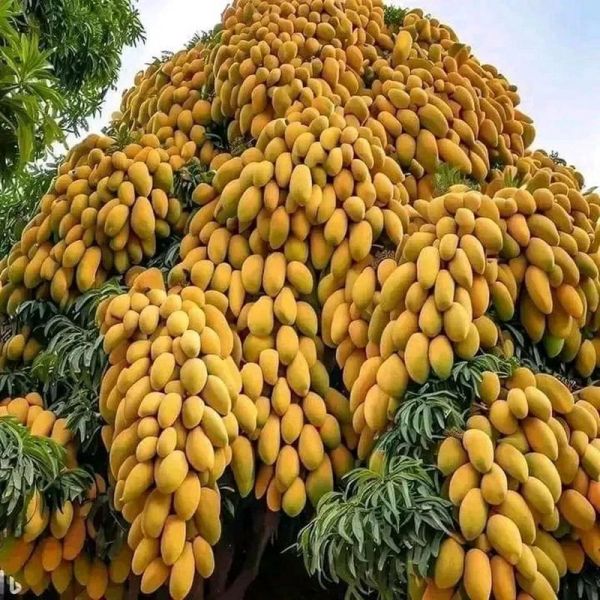 芒果树长什么样_芒果树图片特征-第1张图片-山城妙识 芒果树长什么样_芒果树图片特征-第1张图片-山城妙识