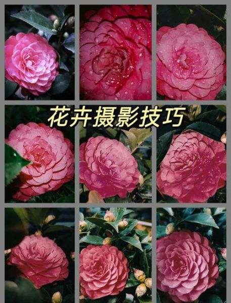 花草图片怎么拍好看_花草识别技巧-第1张图片-山城妙识 花草图片怎么拍好看_花草识别技巧-第1张图片-山城妙识