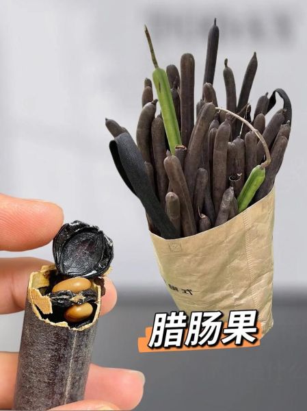 腊肠果的功效与副作用_腊肠果能减肥吗-第2张图片-山城妙识