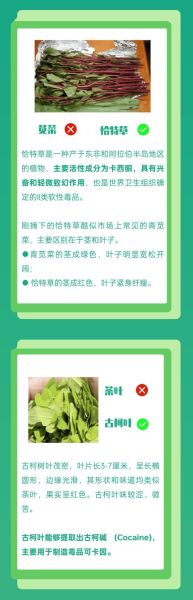 哪种灰灰菜有毒_如何区分可食用与有毒品种-第3张图片-山城妙识 哪种灰灰菜有毒_如何区分可食用与有毒品种-第3张图片-山城妙识