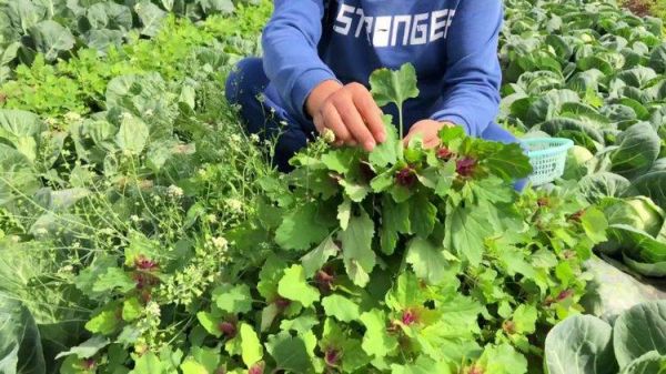 哪种灰灰菜有毒_如何区分可食用与有毒品种-第2张图片-山城妙识 哪种灰灰菜有毒_如何区分可食用与有毒品种-第2张图片-山城妙识