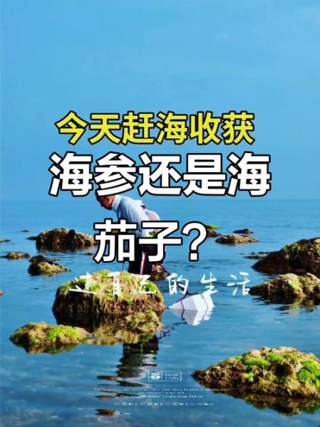 海茄子怎么泡发_海茄子和海参区别-第2张图片-山城妙识