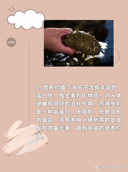 海茄子怎么泡发_海茄子和海参区别-第3张图片-山城妙识