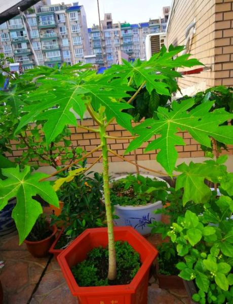 木瓜树苗怎么种_木瓜树苗多久结果-第1张图片-山城妙识 木瓜树苗怎么种_木瓜树苗多久结果-第1张图片-山城妙识