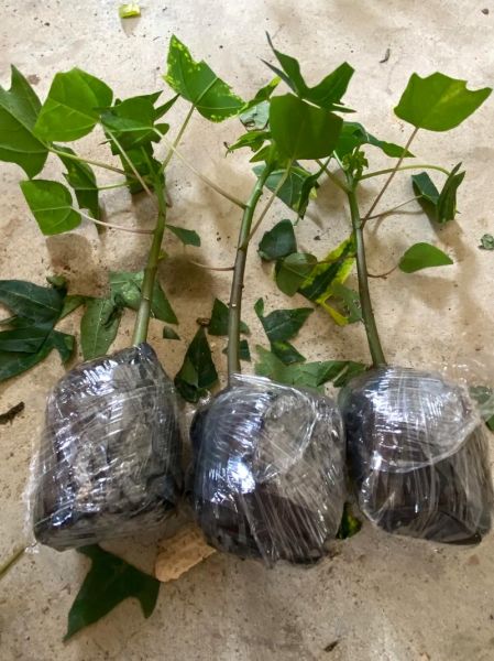 木瓜树苗怎么种_木瓜树苗多久结果-第3张图片-山城妙识 木瓜树苗怎么种_木瓜树苗多久结果-第3张图片-山城妙识