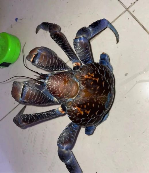 椰子蟹多少钱一只_椰子蟹价格为什么这么贵-第1张图片-山城妙识 椰子蟹多少钱一只_椰子蟹价格为什么这么贵-第1张图片-山城妙识