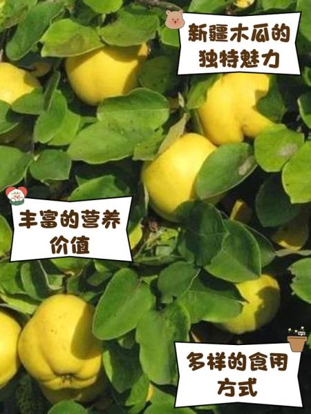 木质木瓜的功效与作用_木质木瓜怎么吃效果最好-第2张图片-山城妙识 木质木瓜的功效与作用_木质木瓜怎么吃效果最好-第2张图片-山城妙识