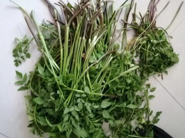 芹菜饺子芹菜用焯水吗_芹菜饺子要不要焯水-第3张图片-山城妙识 芹菜饺子芹菜用焯水吗_芹菜饺子要不要焯水-第3张图片-山城妙识