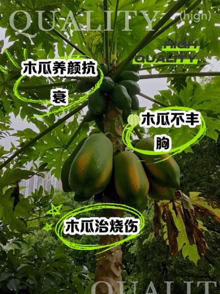 木质木瓜的功效与作用_木质木瓜怎么吃效果最好-第3张图片-山城妙识 木质木瓜的功效与作用_木质木瓜怎么吃效果最好-第3张图片-山城妙识