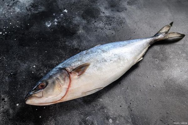 小金枪鱼图片_如何挑选最新鲜的小金枪鱼-第1张图片-山城妙识 小金枪鱼图片_如何挑选最新鲜的小金枪鱼-第1张图片-山城妙识