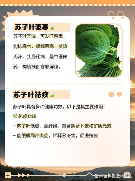 韩国人为什么吃苏子叶_苏子叶在韩国饮食中的作用-第1张图片-山城妙识 韩国人为什么吃苏子叶_苏子叶在韩国饮食中的作用-第1张图片-山城妙识