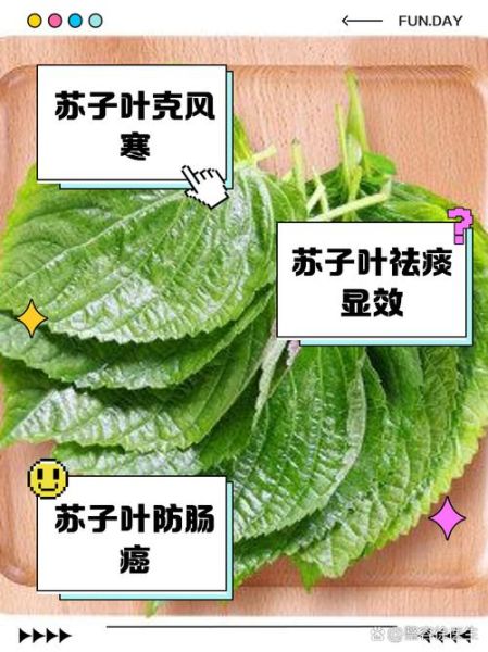韩国人为什么吃苏子叶_苏子叶在韩国饮食中的作用-第3张图片-山城妙识 韩国人为什么吃苏子叶_苏子叶在韩国饮食中的作用-第3张图片-山城妙识