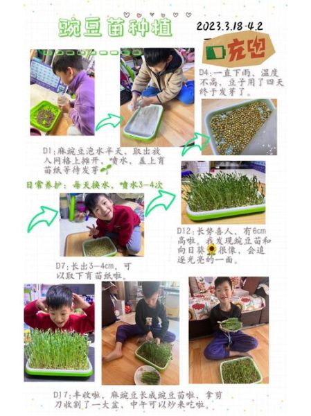 豌豆苗怎么种_豌豆苗几天发芽-第1张图片-山城妙识