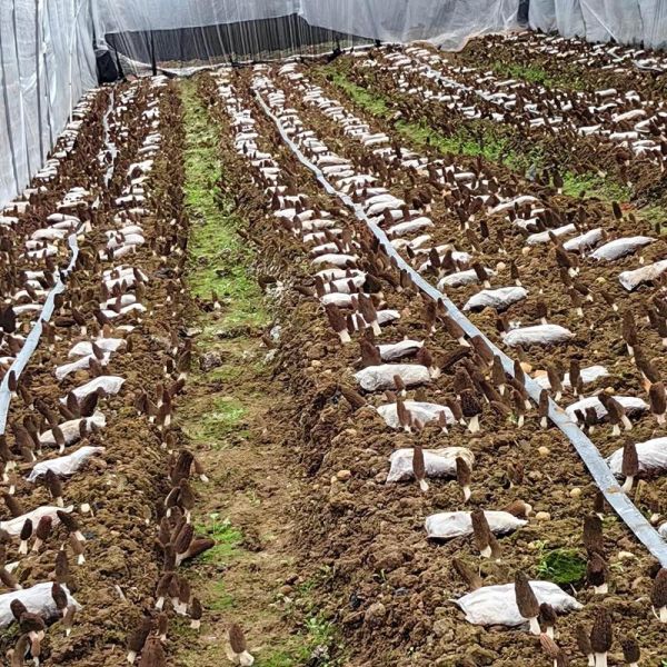 羊肚菌适合在什么地方种植_羊肚菌种植环境要求-第1张图片-山城妙识