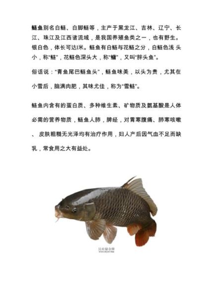 白鲢鱼的营养价值_白鲢鱼的功效与作用-第1张图片-山城妙识 白鲢鱼的营养价值_白鲢鱼的功效与作用-第1张图片-山城妙识