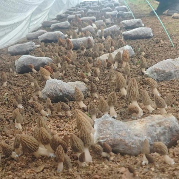 羊肚菌适合在什么地方种植_羊肚菌种植环境要求-第2张图片-山城妙识