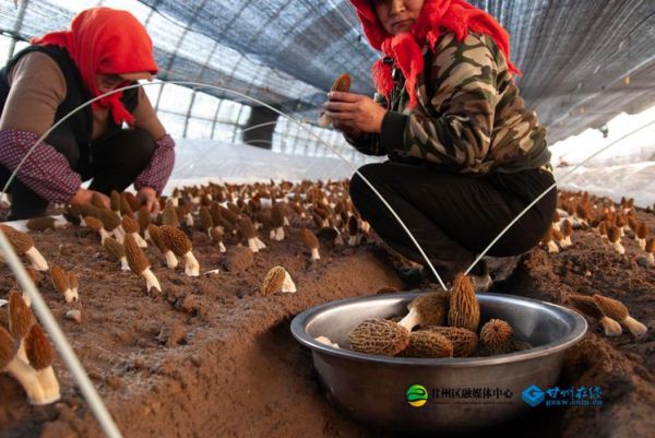 羊肚菌适合在什么地方种植_羊肚菌种植环境要求-第3张图片-山城妙识