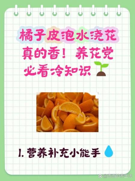 橘子皮泡水浇花有什么好处_橘子皮泡水浇花有什么坏处-第3张图片-山城妙识 橘子皮泡水浇花有什么好处_橘子皮泡水浇花有什么坏处-第3张图片-山城妙识