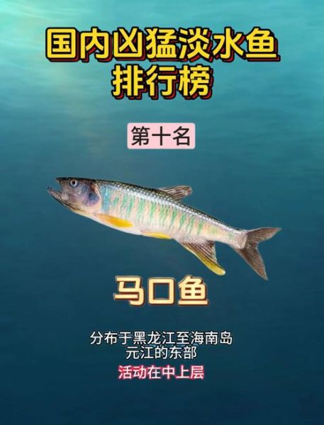 鱤鱼多少钱一斤_鱤鱼价格行情-第1张图片-山城妙识 鱤鱼多少钱一斤_鱤鱼价格行情-第1张图片-山城妙识