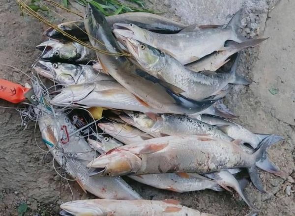 鱤鱼多少钱一斤_鱤鱼价格行情-第3张图片-山城妙识 鱤鱼多少钱一斤_鱤鱼价格行情-第3张图片-山城妙识