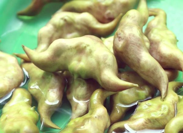 菱角根茎叫什么菜_菱角根茎能吃吗-第3张图片-山城妙识