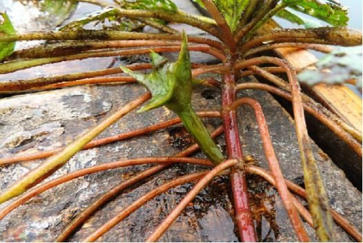 菱角根茎叫什么菜_菱角根茎能吃吗-第1张图片-山城妙识