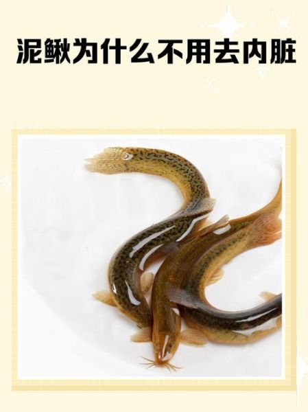 泥鳅怎么养不会死_泥鳅养殖常见问题-第2张图片-山城妙识