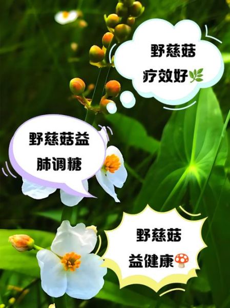 慈菇的功效与作用禁忌_什么人不能吃慈菇-第3张图片-山城妙识 慈菇的功效与作用禁忌_什么人不能吃慈菇-第3张图片-山城妙识