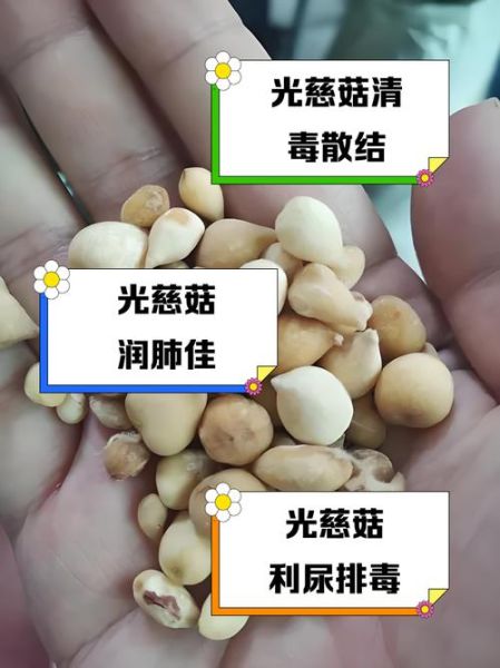 慈菇的功效与作用禁忌_什么人不能吃慈菇-第2张图片-山城妙识 慈菇的功效与作用禁忌_什么人不能吃慈菇-第2张图片-山城妙识