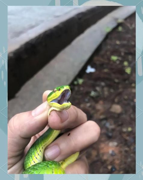 竹叶青蛇图片大全大图_竹叶青蛇有毒吗-第1张图片-山城妙识 竹叶青蛇图片大全大图_竹叶青蛇有毒吗-第1张图片-山城妙识