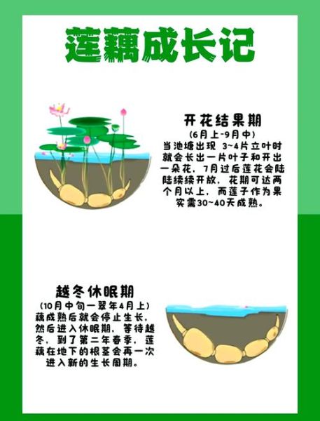 藕的功效与作用及禁忌_吃藕的注意事项-第1张图片-山城妙识