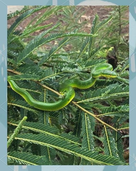 竹叶青蛇图片大全大图_竹叶青蛇有毒吗-第2张图片-山城妙识 竹叶青蛇图片大全大图_竹叶青蛇有毒吗-第2张图片-山城妙识