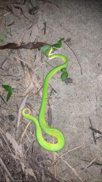 竹叶青蛇图片大全大图_竹叶青蛇有毒吗-第3张图片-山城妙识 竹叶青蛇图片大全大图_竹叶青蛇有毒吗-第3张图片-山城妙识